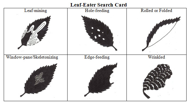 Signs of Leaf Eaters – Activities – Nearby Nature